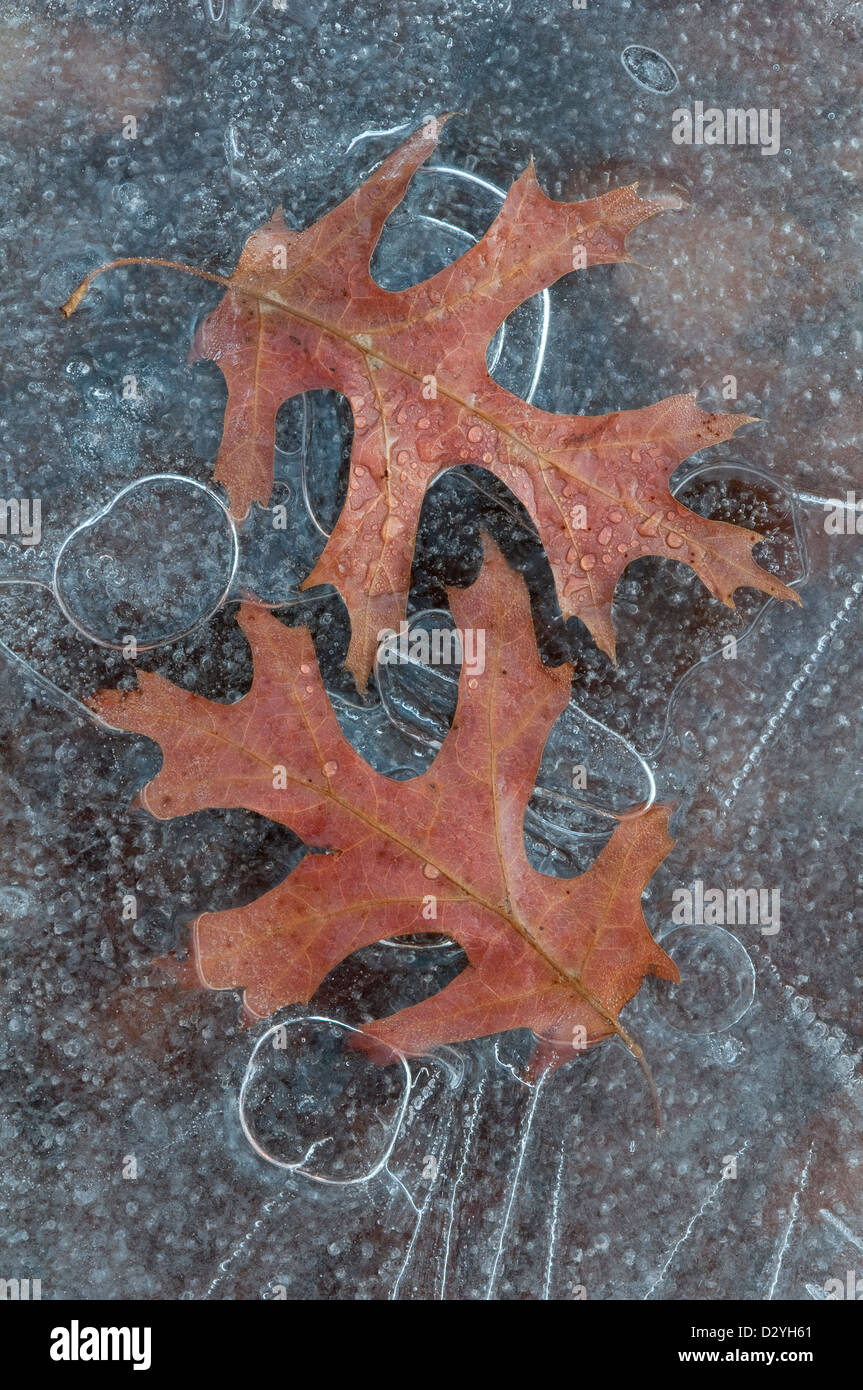 Pin Oak leaves (Quercus species ) and trapped air bubbles frozen in ice ...