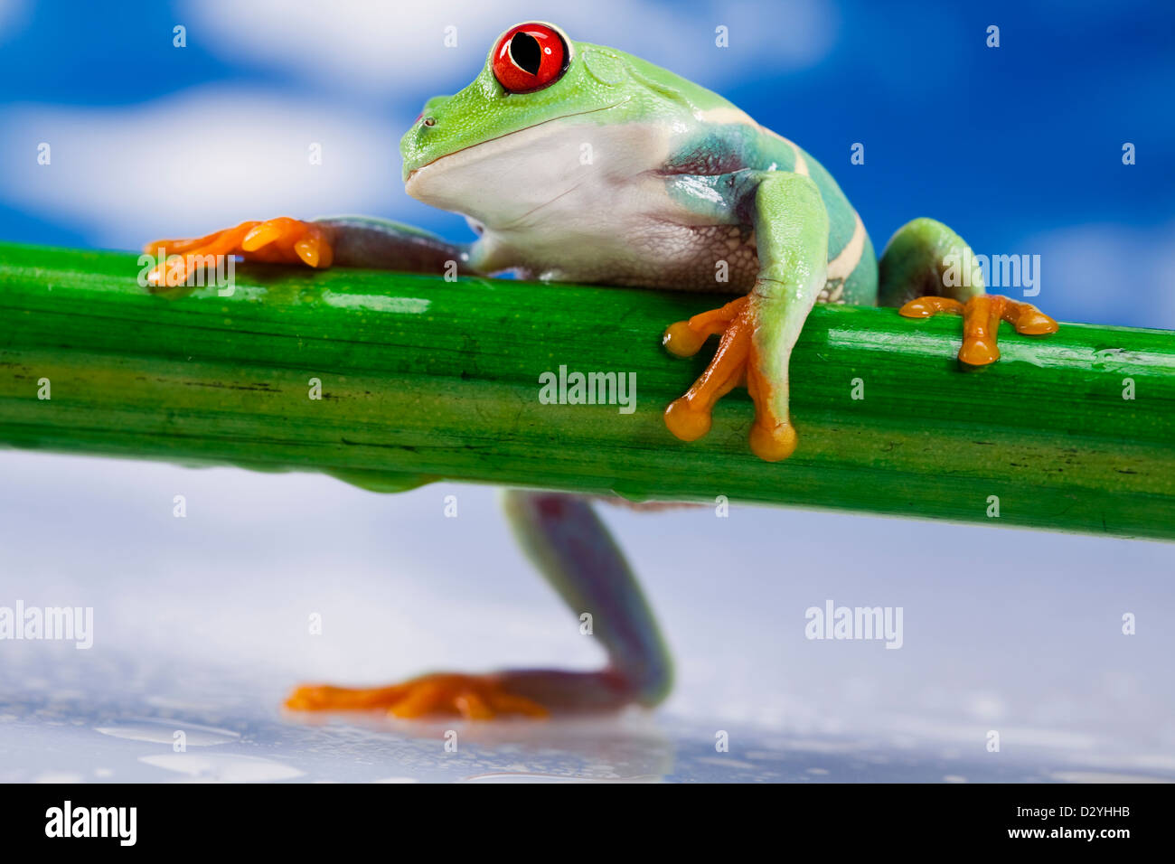 Frog and blue sky Stock Photo - Alamy