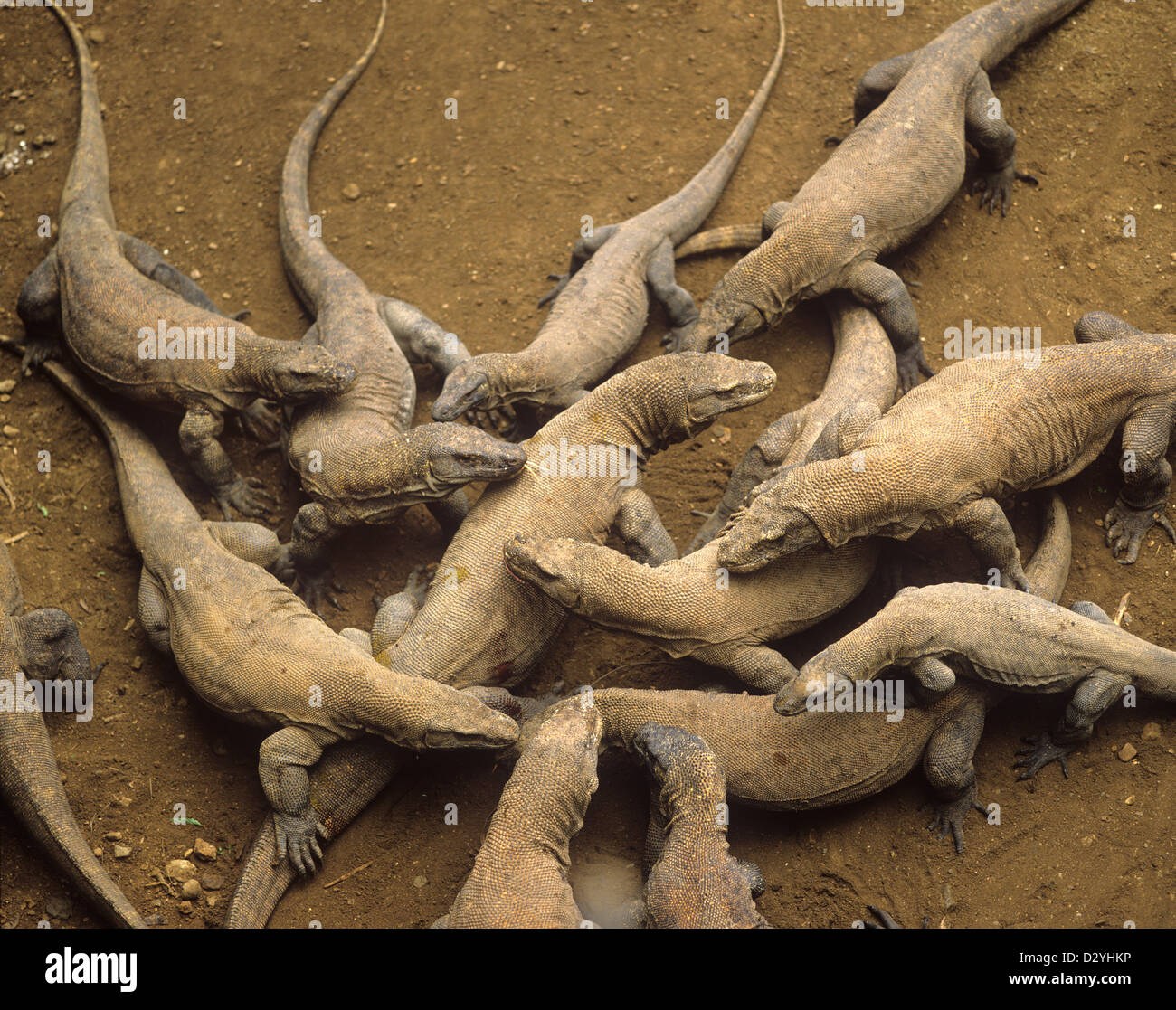 Indonesia, Nusa Tenggara, Komodo Island, Komodo dragons, the 3 metre ...