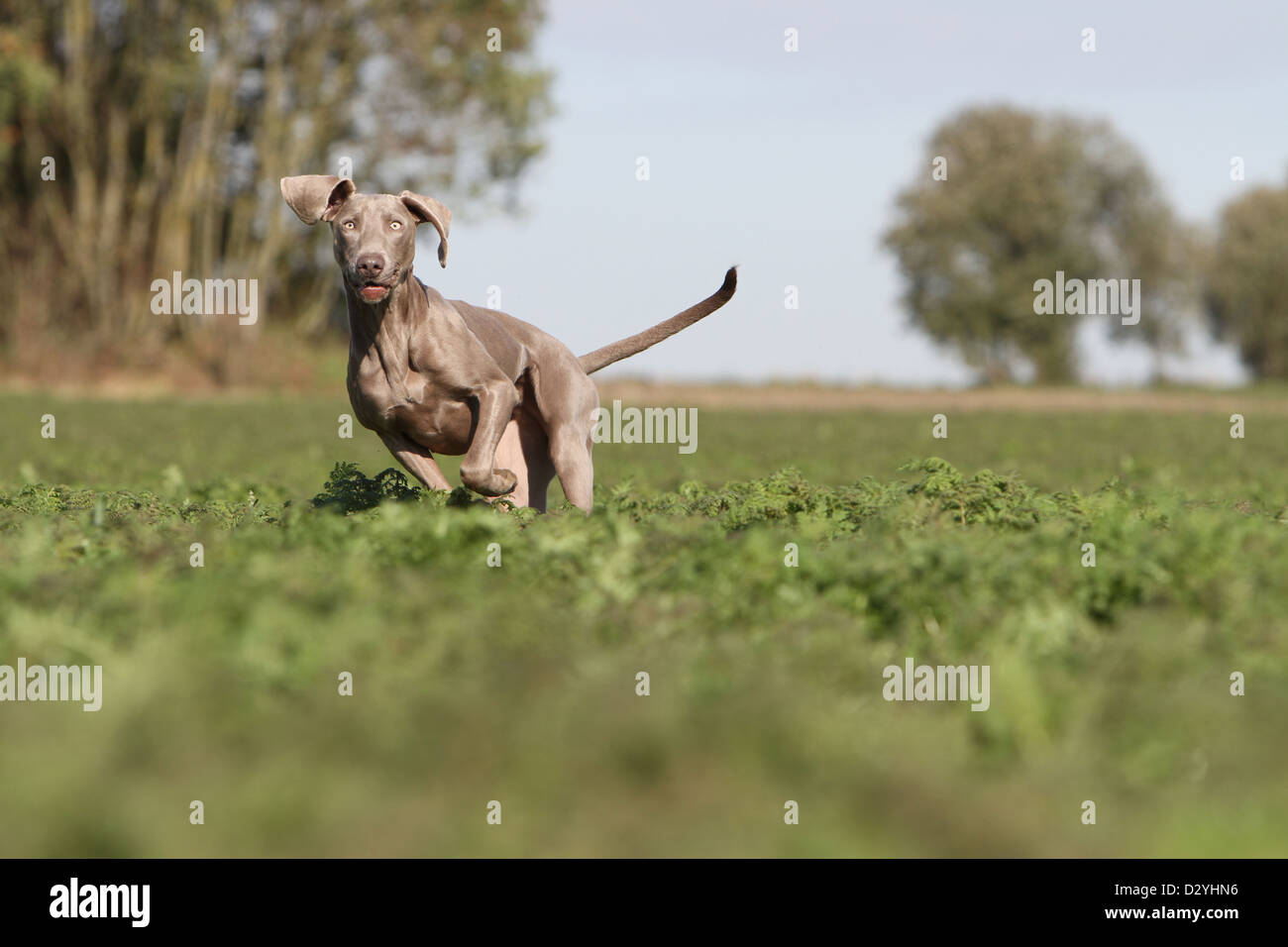 dog Weimaraner shorthair / adult running in a field Stock Photo - Alamy