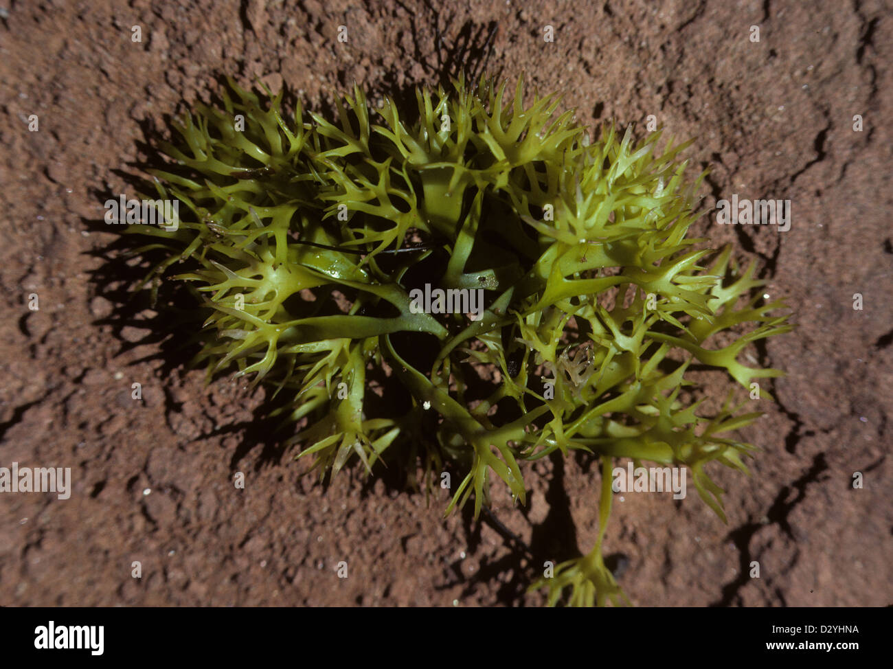 Irish moss, source of carrageenan, Prince Edward Island, Canada Stock ...
