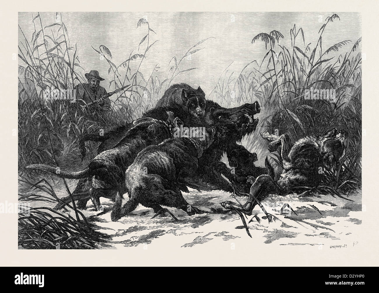 Boar hunt engraving hi-res stock photography and images - Alamy