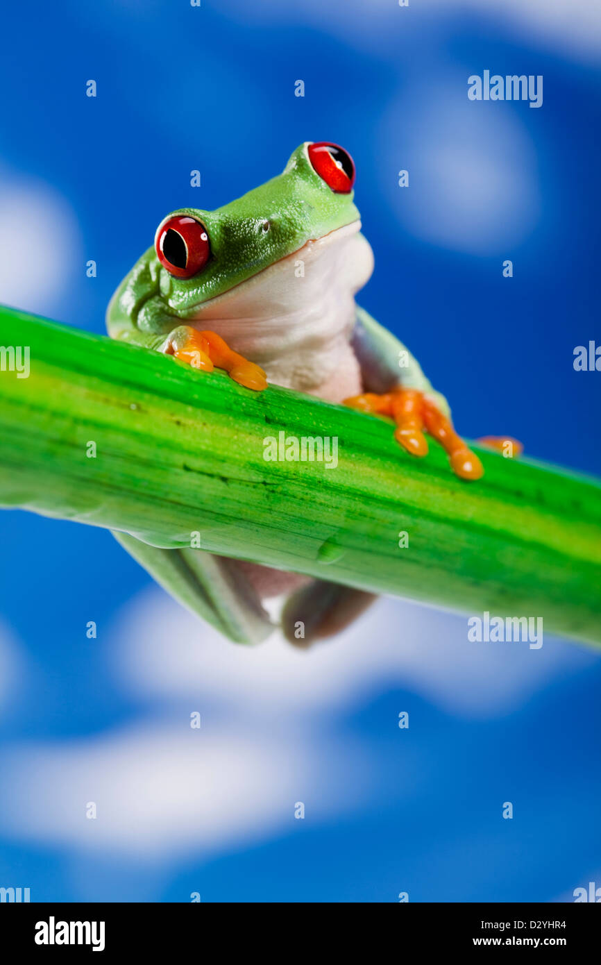 Red eyed leaf frog Stock Photo - Alamy