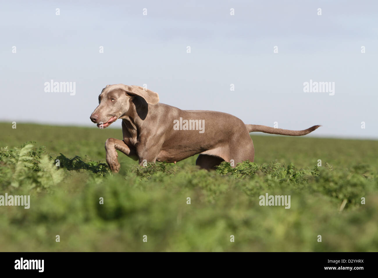 dog Weimaraner shorthair / adult running in a field Stock Photo - Alamy