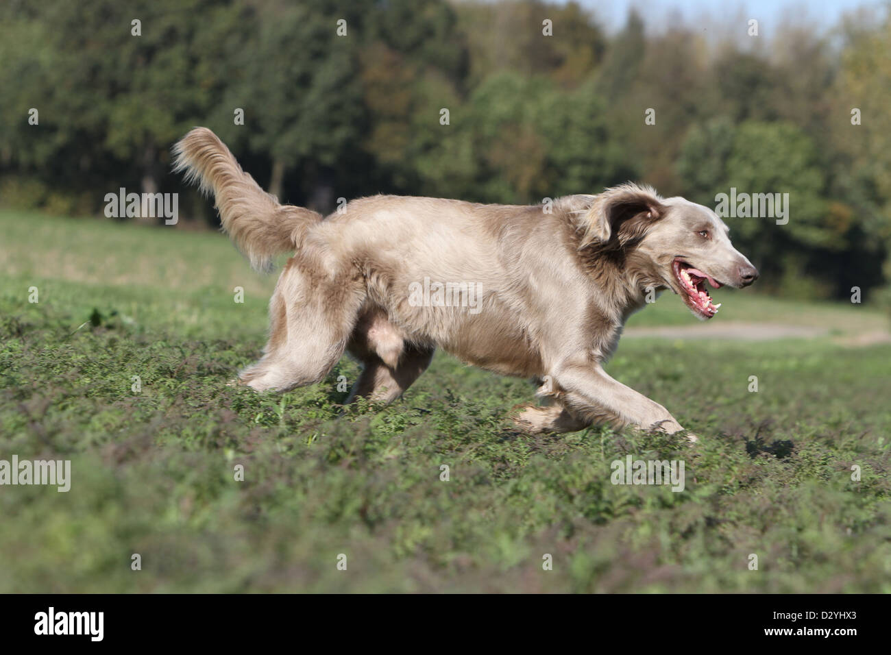 dog Weimaraner longhair / adult running in a field Stock Photo - Alamy
