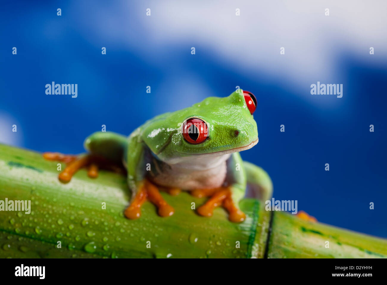 Red eyed leaf frog Stock Photo - Alamy
