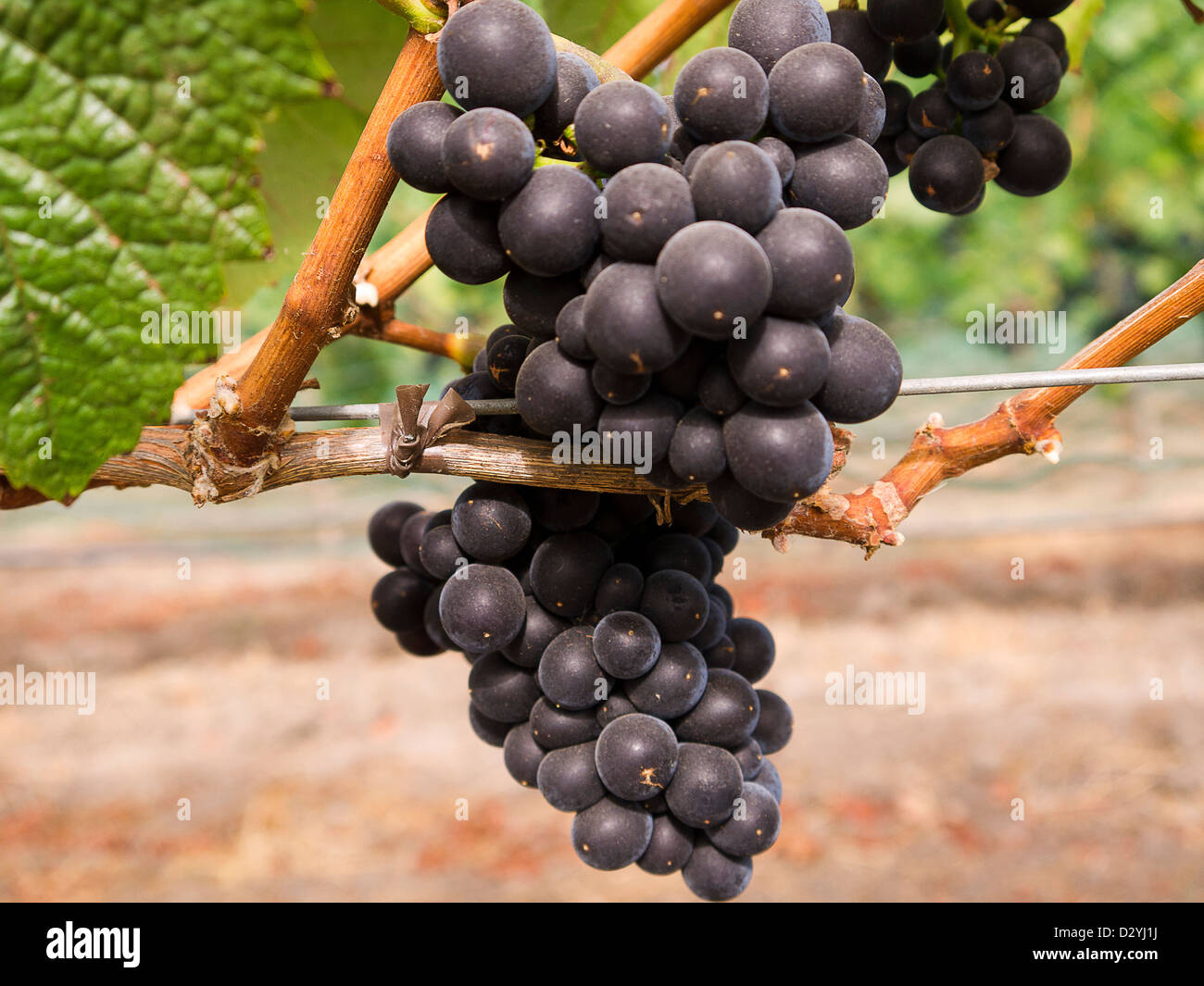 Grapes harvest usa fermentation hi-res stock photography and images - Alamy