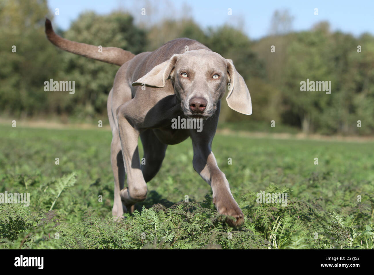 dog Weimaraner shorthair / adult running in a field Stock Photo - Alamy