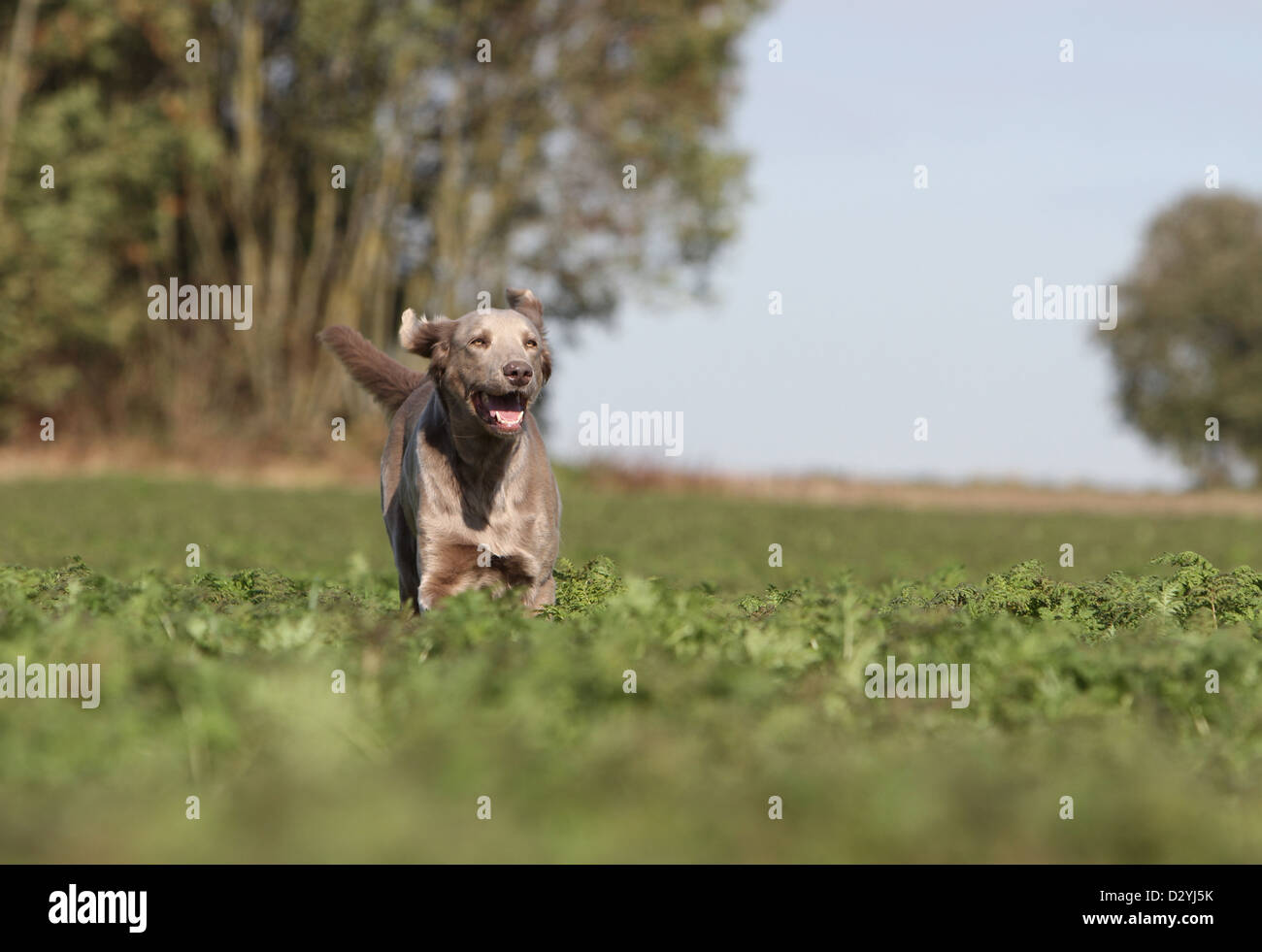 dog Weimaraner longhair / adult running in a field Stock Photo - Alamy