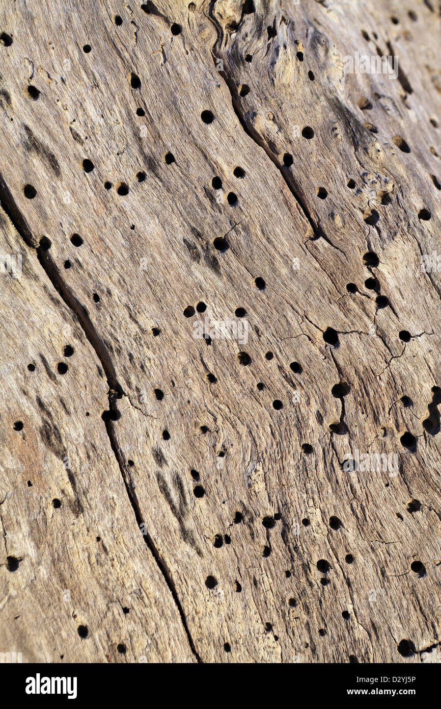 Borer beetle hi-res stock photography and images - Alamy