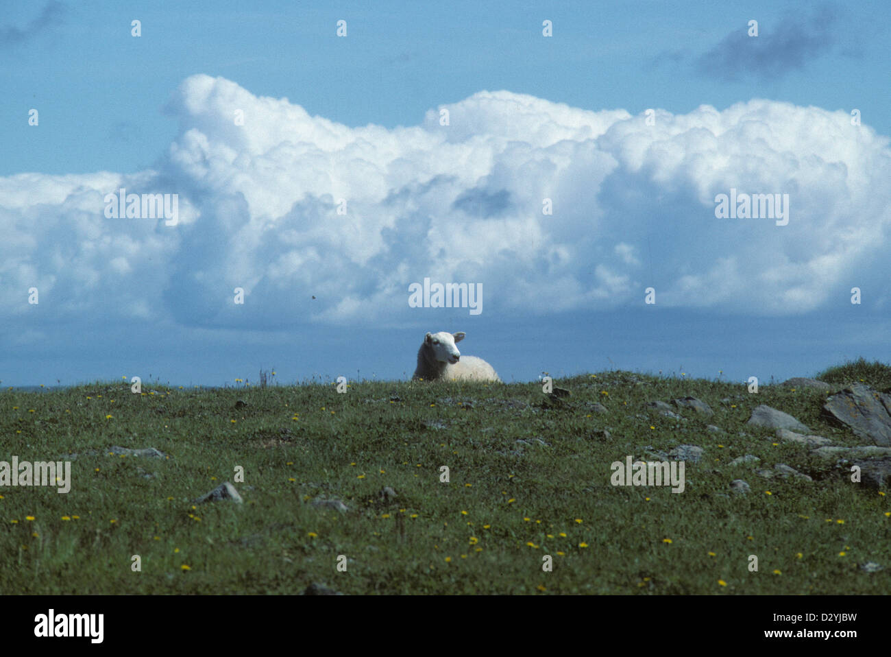 Sheep newfoundland canada hi-res stock photography and images - Alamy