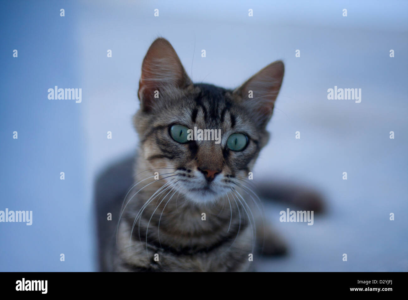 Cat staring at the camera hi-res stock photography and images - Alamy