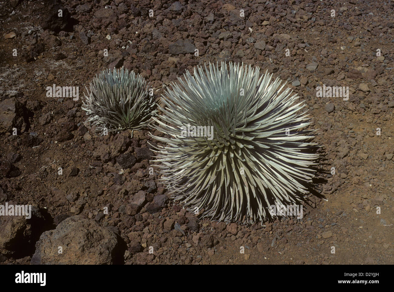 Haleakala silversword rare plant hi-res stock photography and images ...