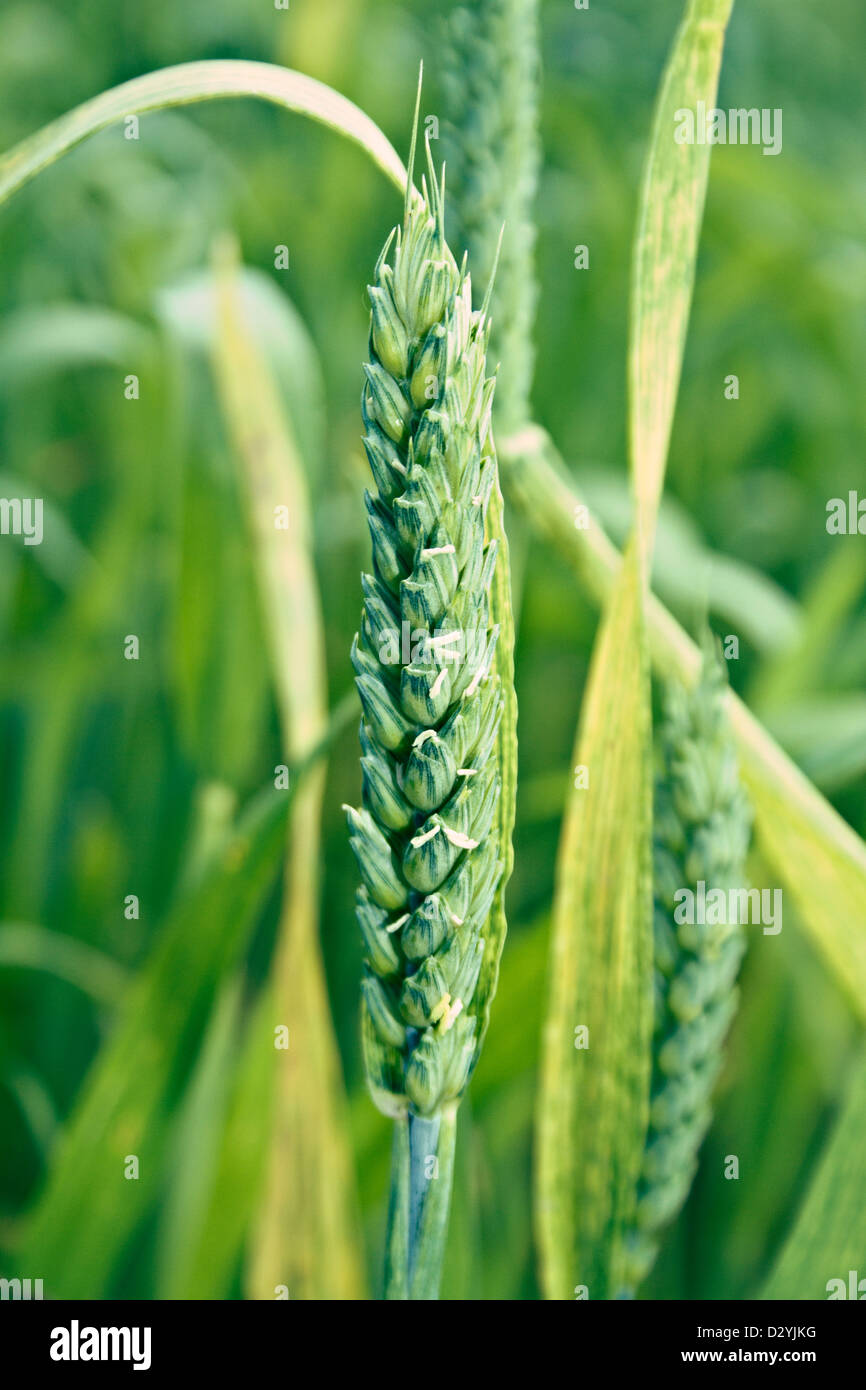 Common wheat plant hi-res stock photography and images - Alamy