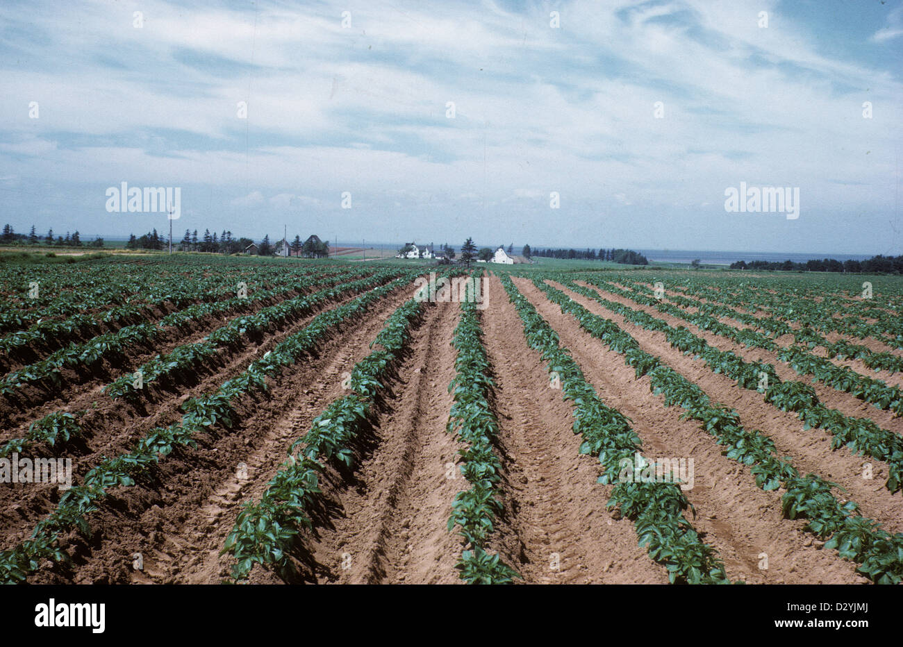 Potato field, Prince Edward Island, Canada Stock Photo - Alamy