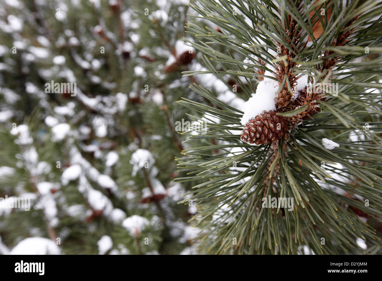 pine cones growing on fir trees in the snow Saskatoon Saskatchewan ...