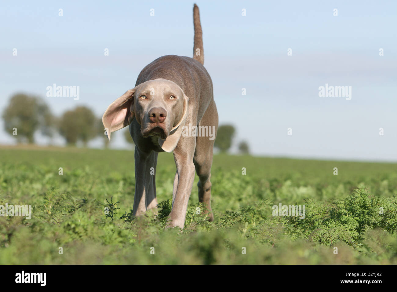 dog Weimaraner shorthair / adult running in a field Stock Photo - Alamy
