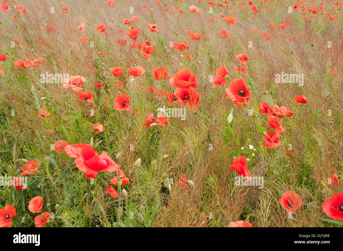 In poppies field and different pink herbs Stock Photo - Alamy