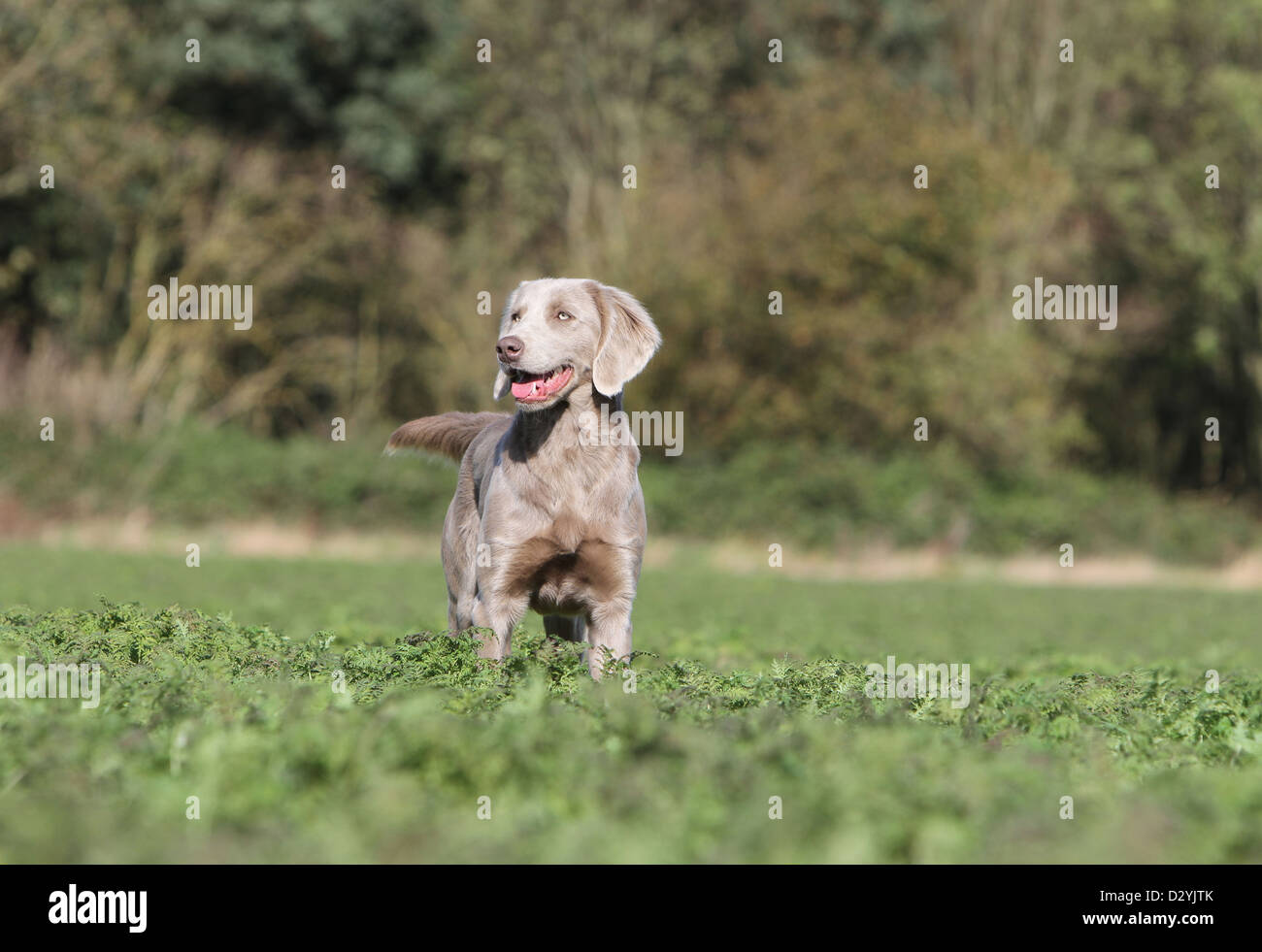 dog Weimaraner longhair / adult standing in a field Stock Photo - Alamy