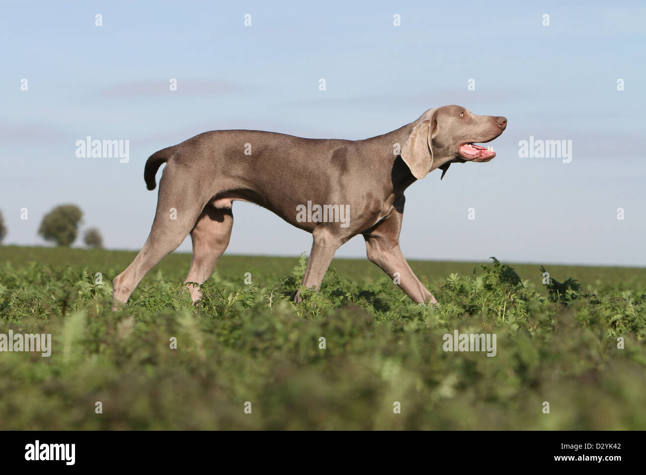 dog Weimaraner shorthair / adult running in a field Stock Photo - Alamy