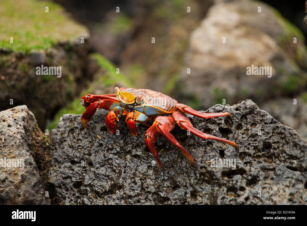 Sally Lightfoot crab (Grapsus Grapsus Stock Photo - Alamy