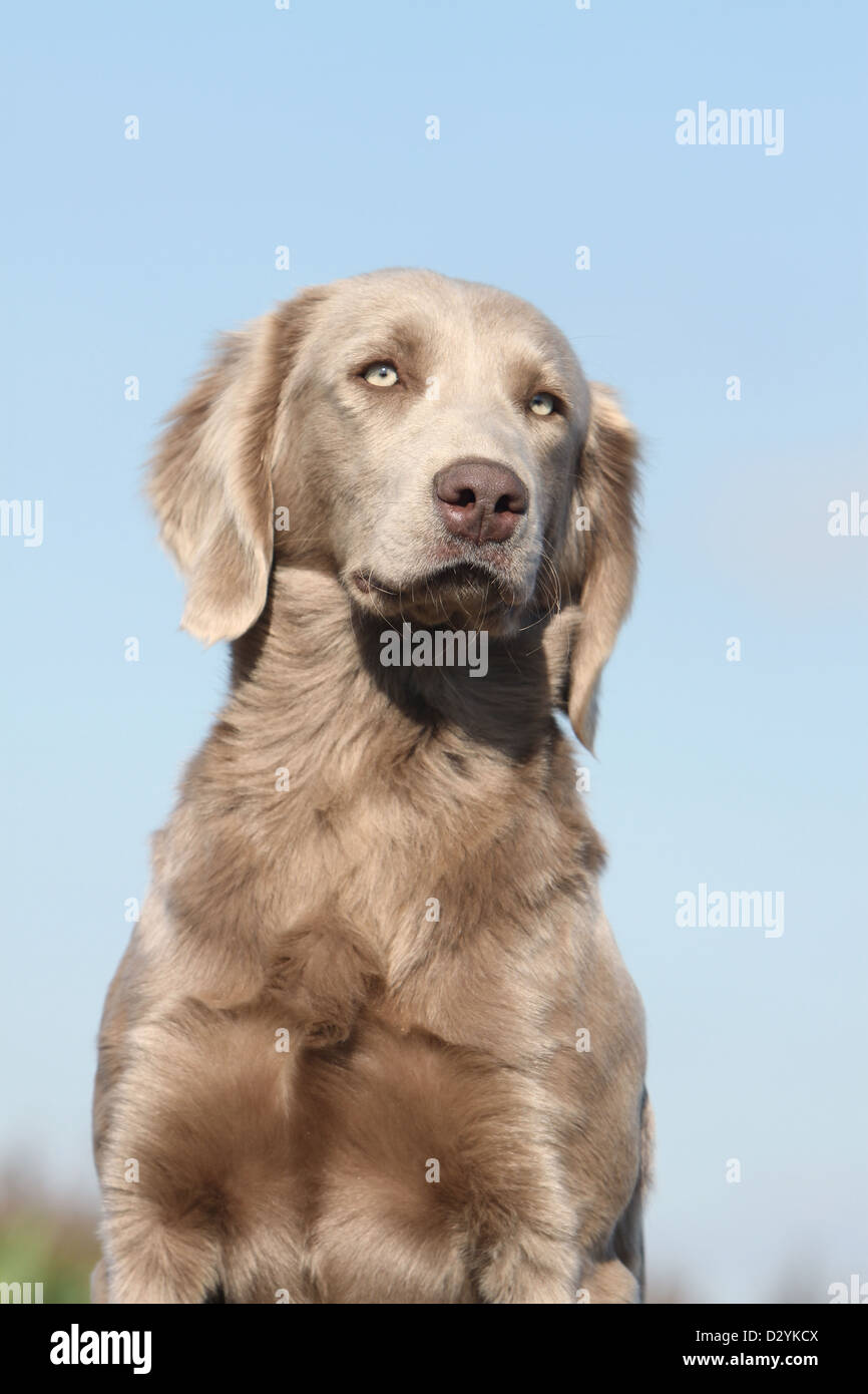 Long hair weimaraner hi-res stock photography and images - Alamy