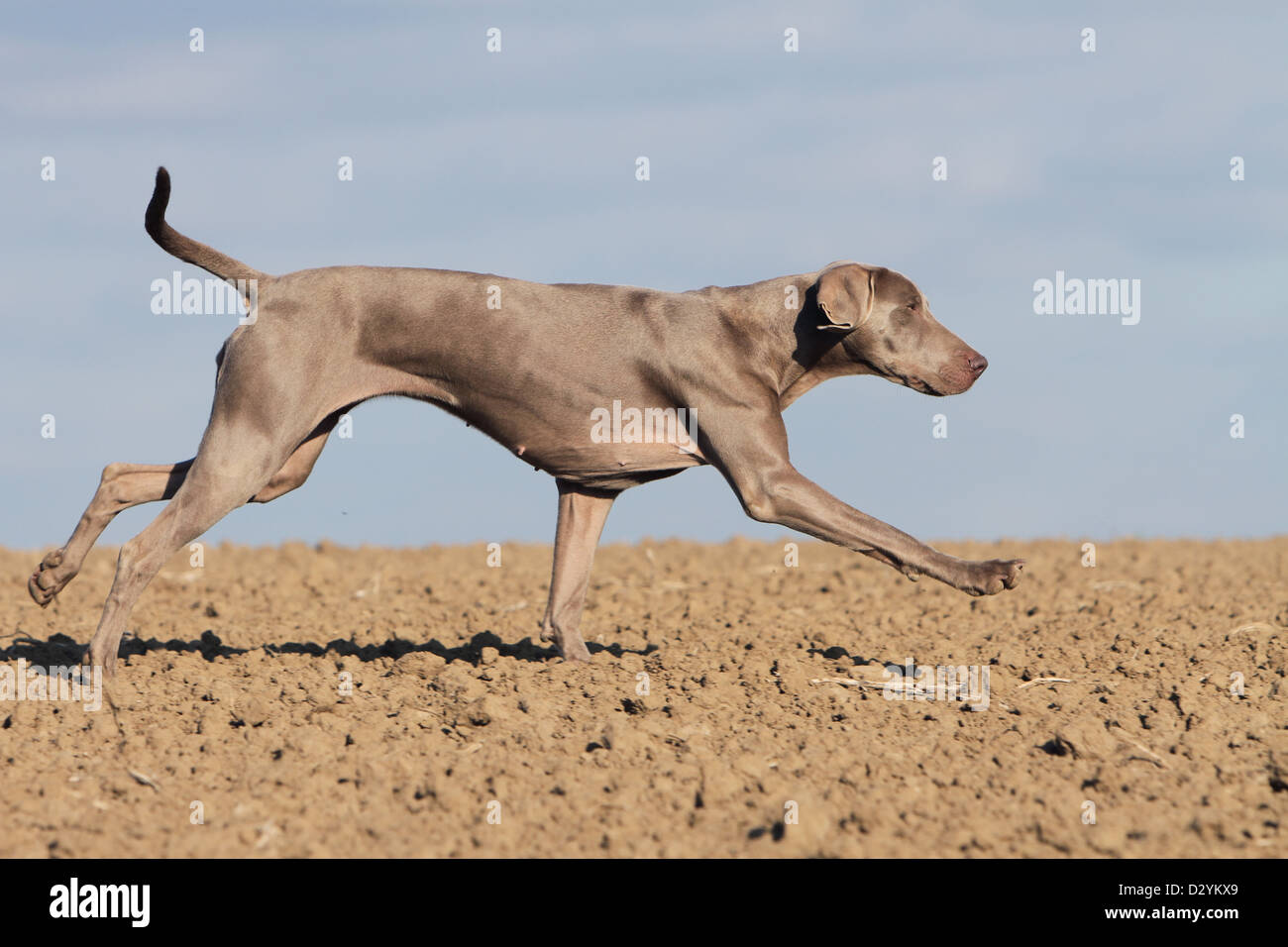 dog Weimaraner shorthair / adult running in a field Stock Photo - Alamy