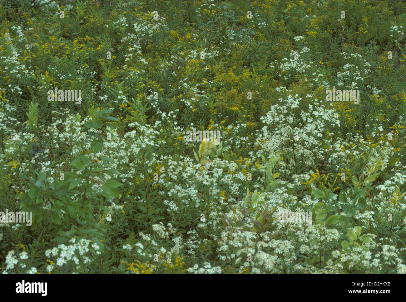 Summer wildflowers, goldenrod, Quebec, Canada Stock Photo - Alamy