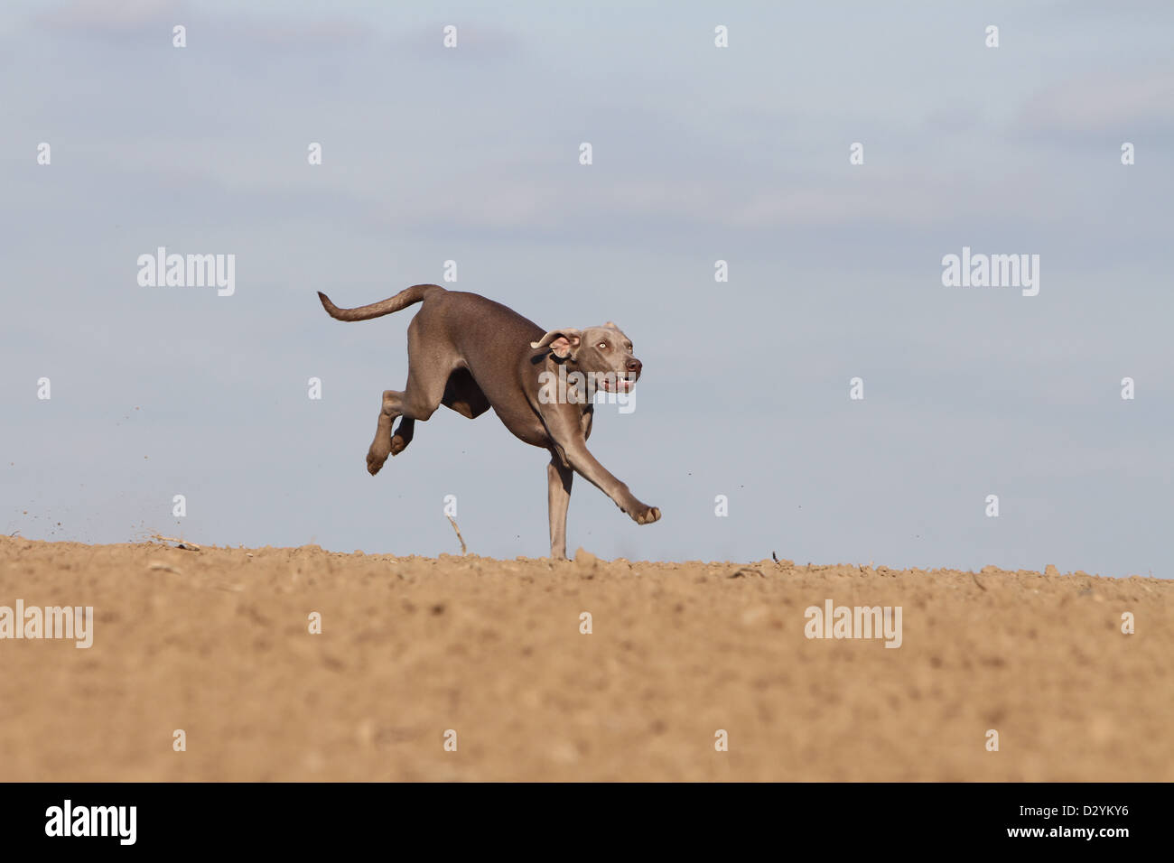 dog Weimaraner shorthair / adult running in a field Stock Photo - Alamy