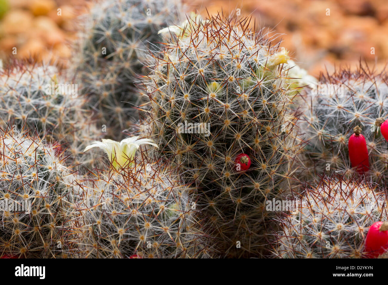 Mammillaria prolifera cactus hi-res stock photography and images - Alamy