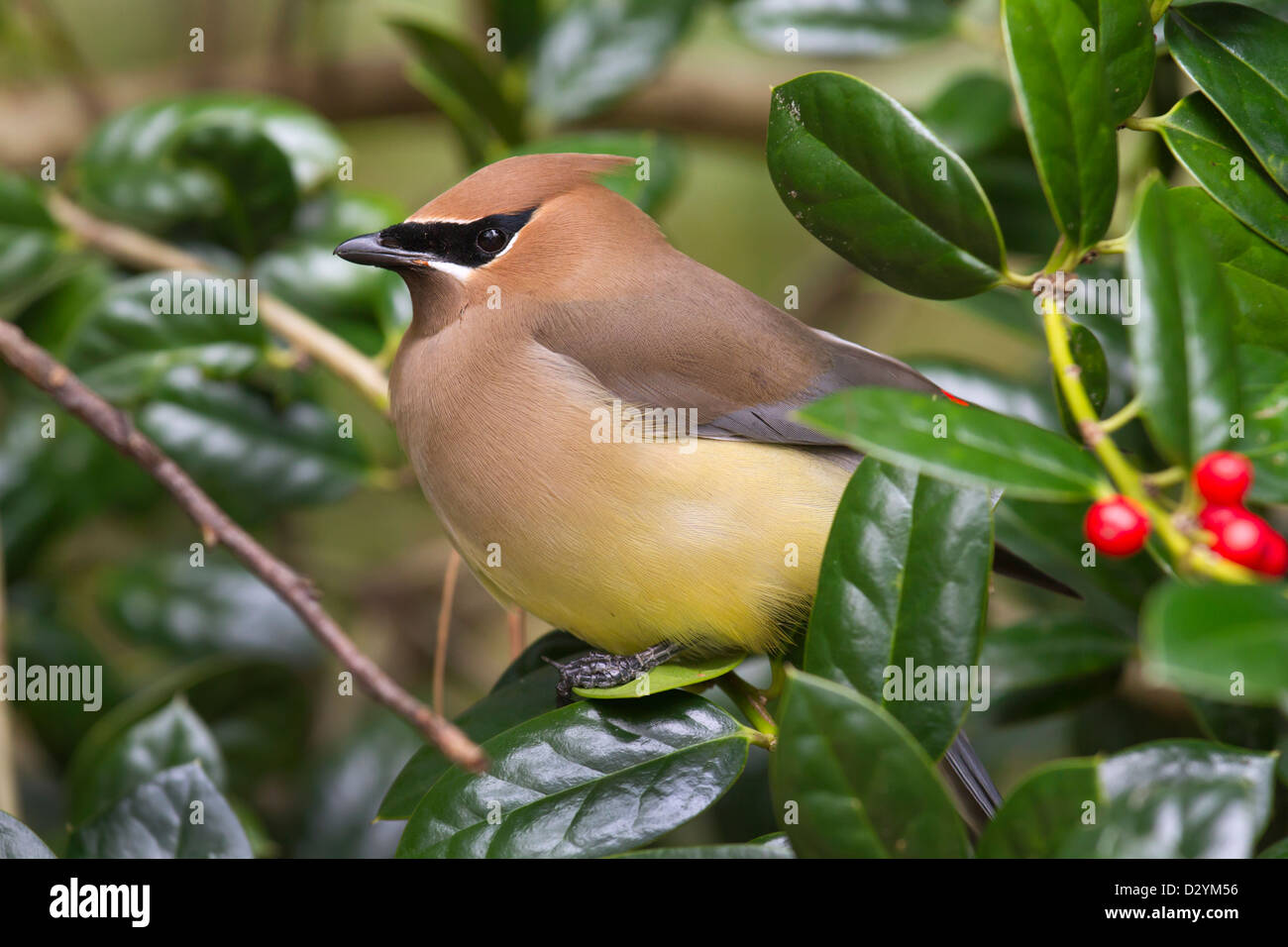 Cedar waxwing (Bombycilla cedrorum) portrait Stock Photo - Alamy
