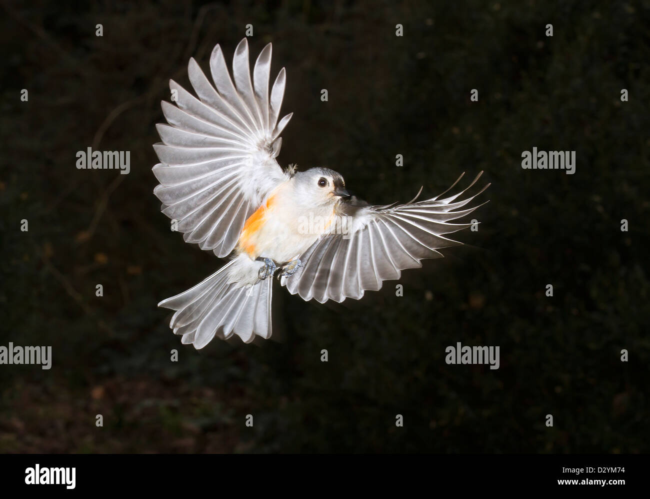 Tufted Titmouse (Baeolophus bicolor) flying (Georgia USA Stock Photo ...