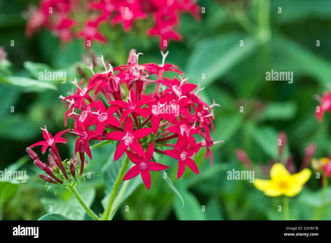 Pentas Lanceolata High Resolution Stock Photography and Images - Alamy
