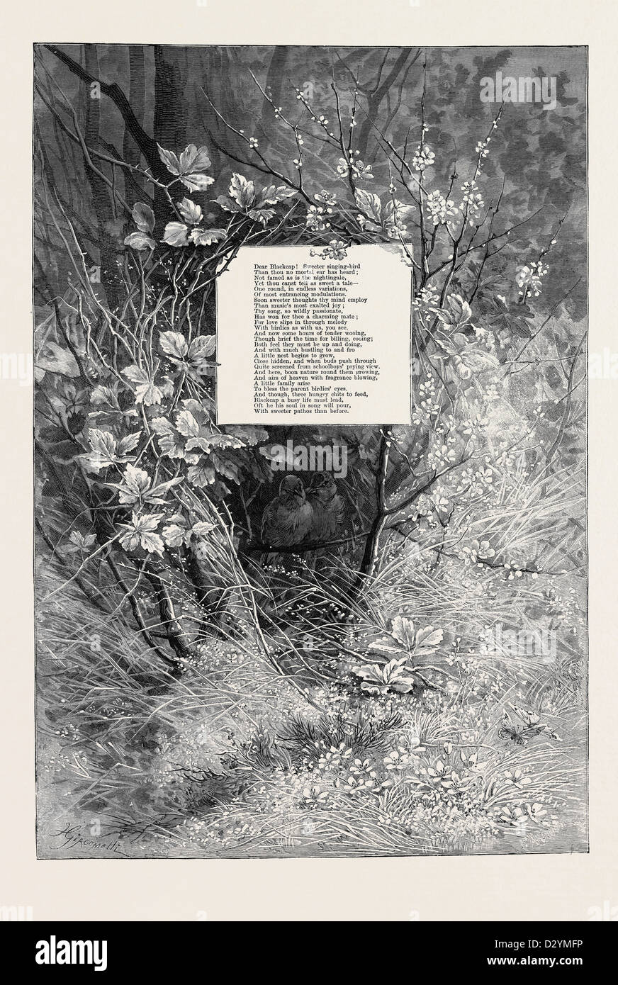 Mated hi-res stock photography and images - Alamy