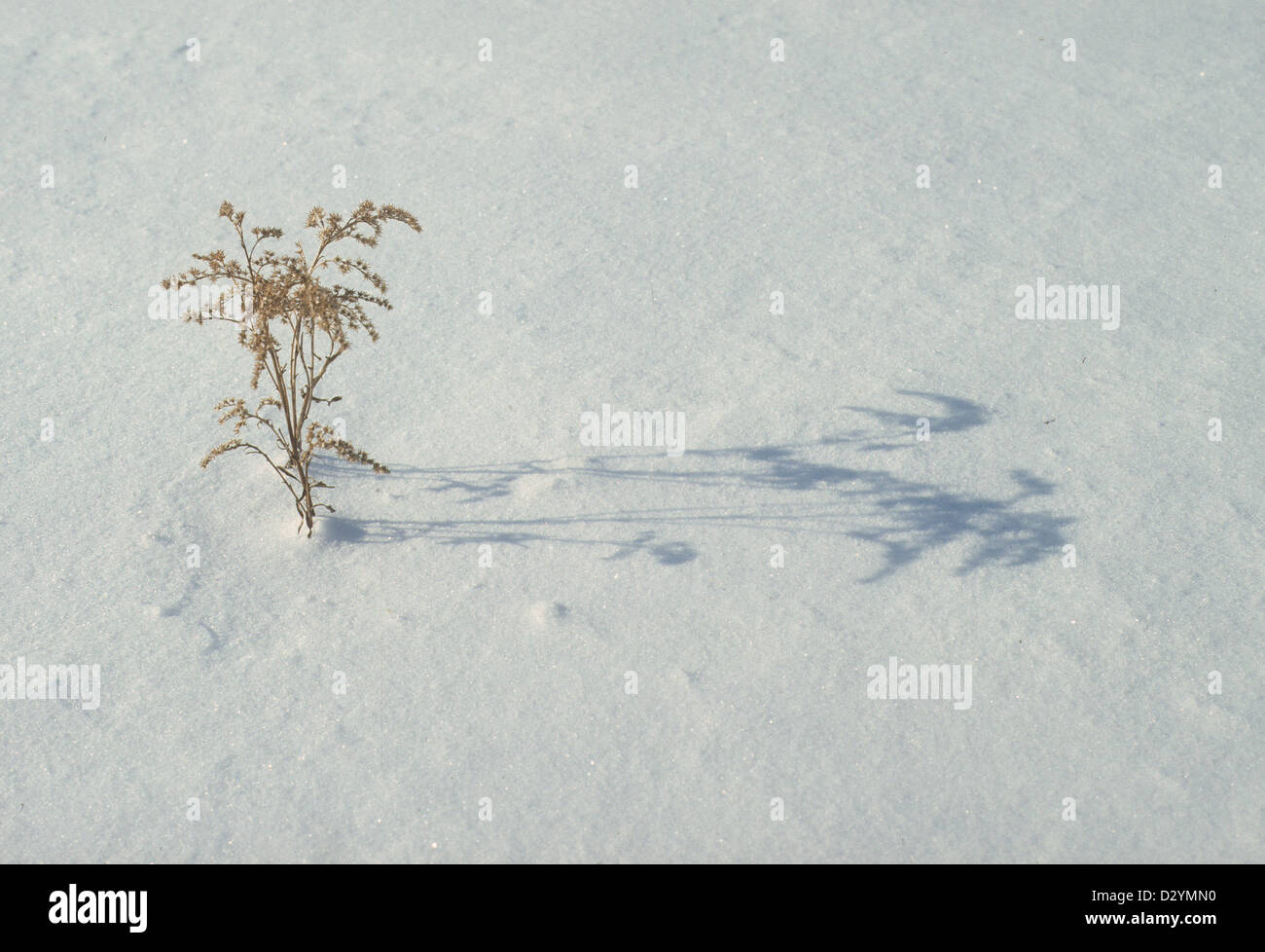 Goldenrod and shadow on snow, Beebe, Quebec, Canada Stock Photo - Alamy