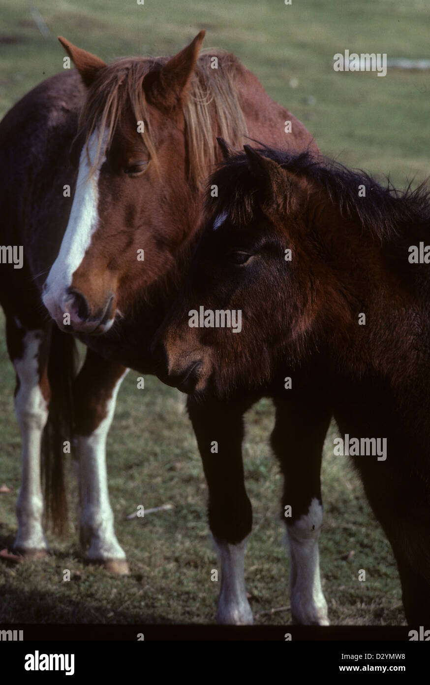 Colt canada hi-res stock photography and images - Alamy
