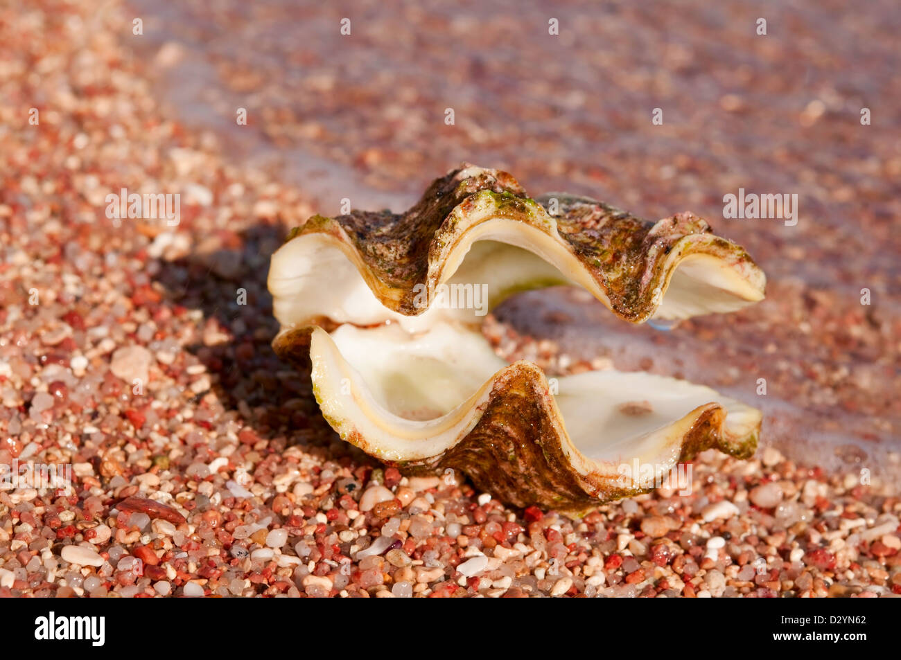 Queen conch shell on beach hi-res stock photography and images - Alamy