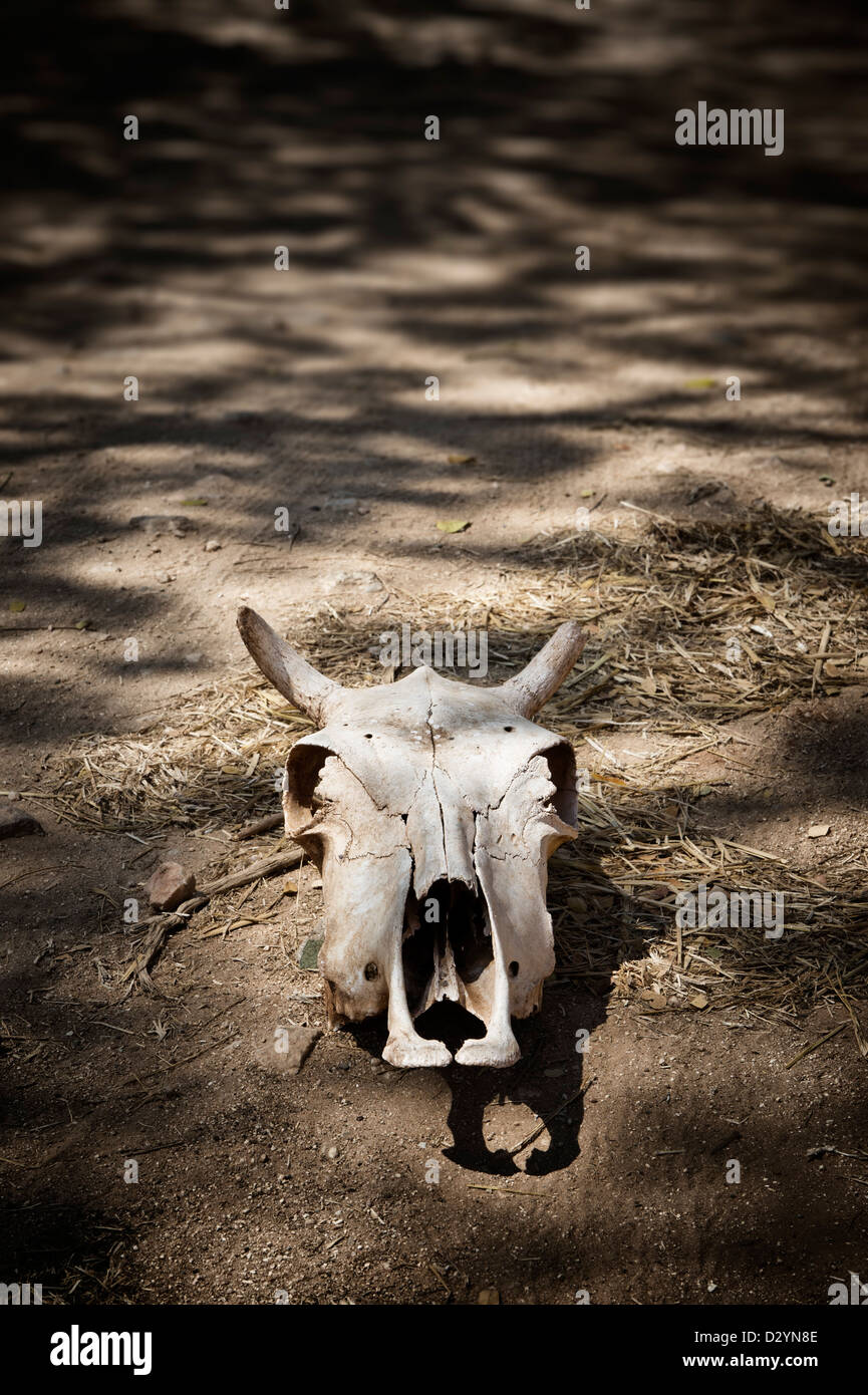 Cow skeleton hi-res stock photography and images - Alamy