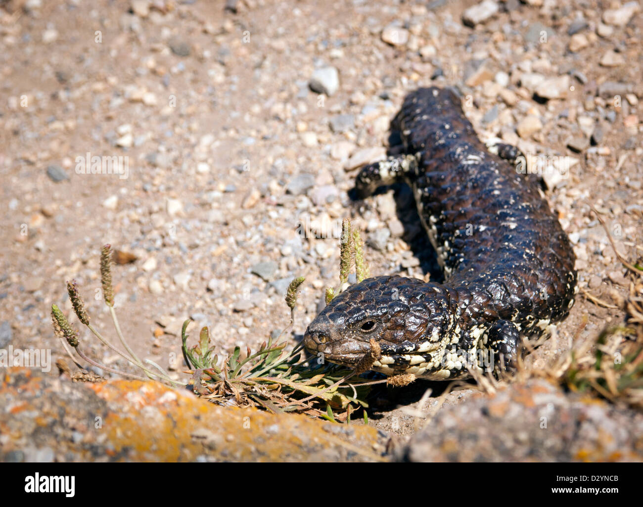 Tiliqua rugosa, or stumpy tailed lizard, in the Australian bush Stock ...