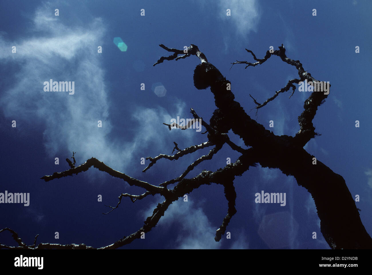 Juniper tree silhouette hi-res stock photography and images - Alamy