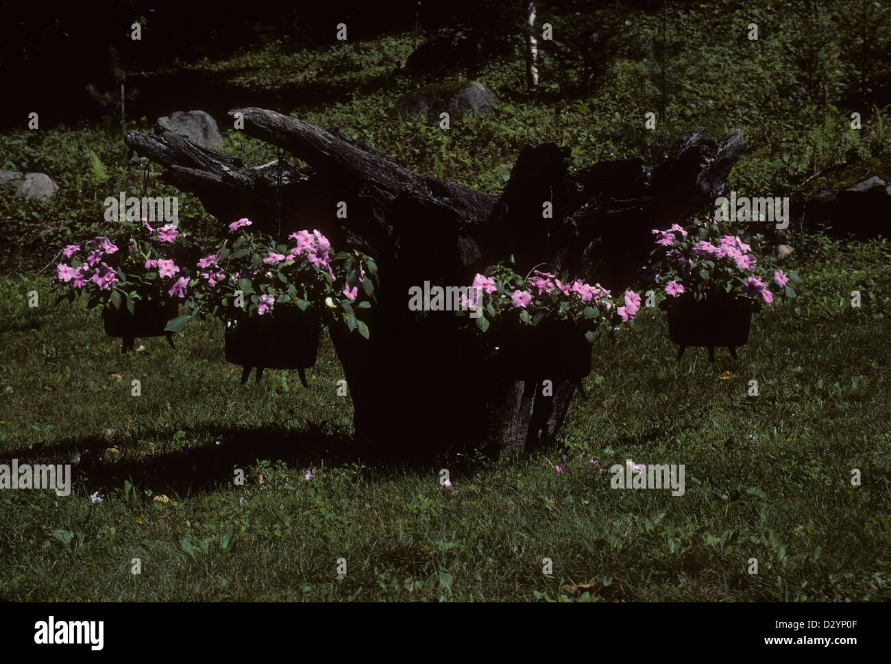 Flowers hanging from inverted tree stump, Quebec, Canada Stock Photo ...