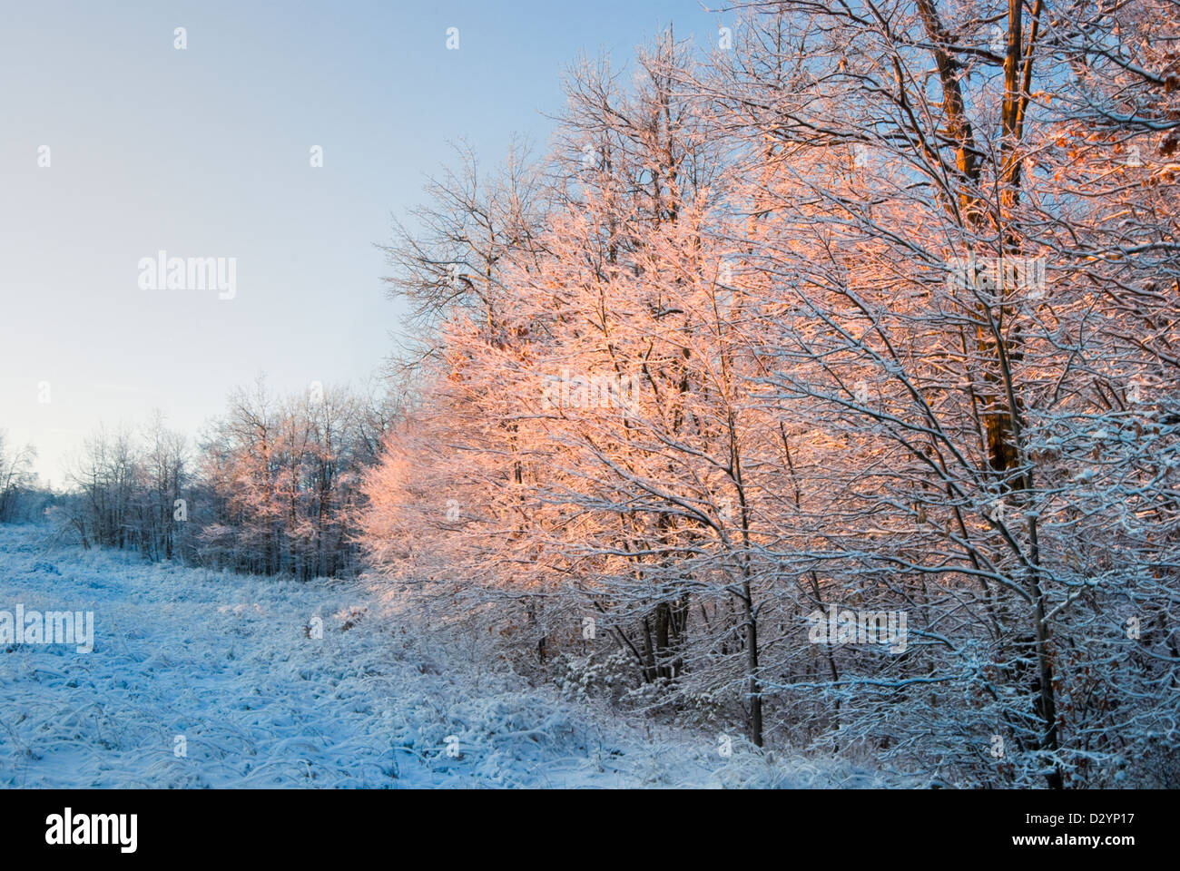 Iced trees hi-res stock photography and images - Alamy