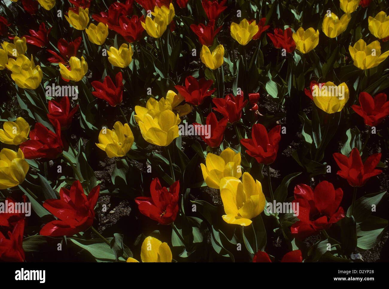 Tulip garden montreal hi-res stock photography and images - Alamy