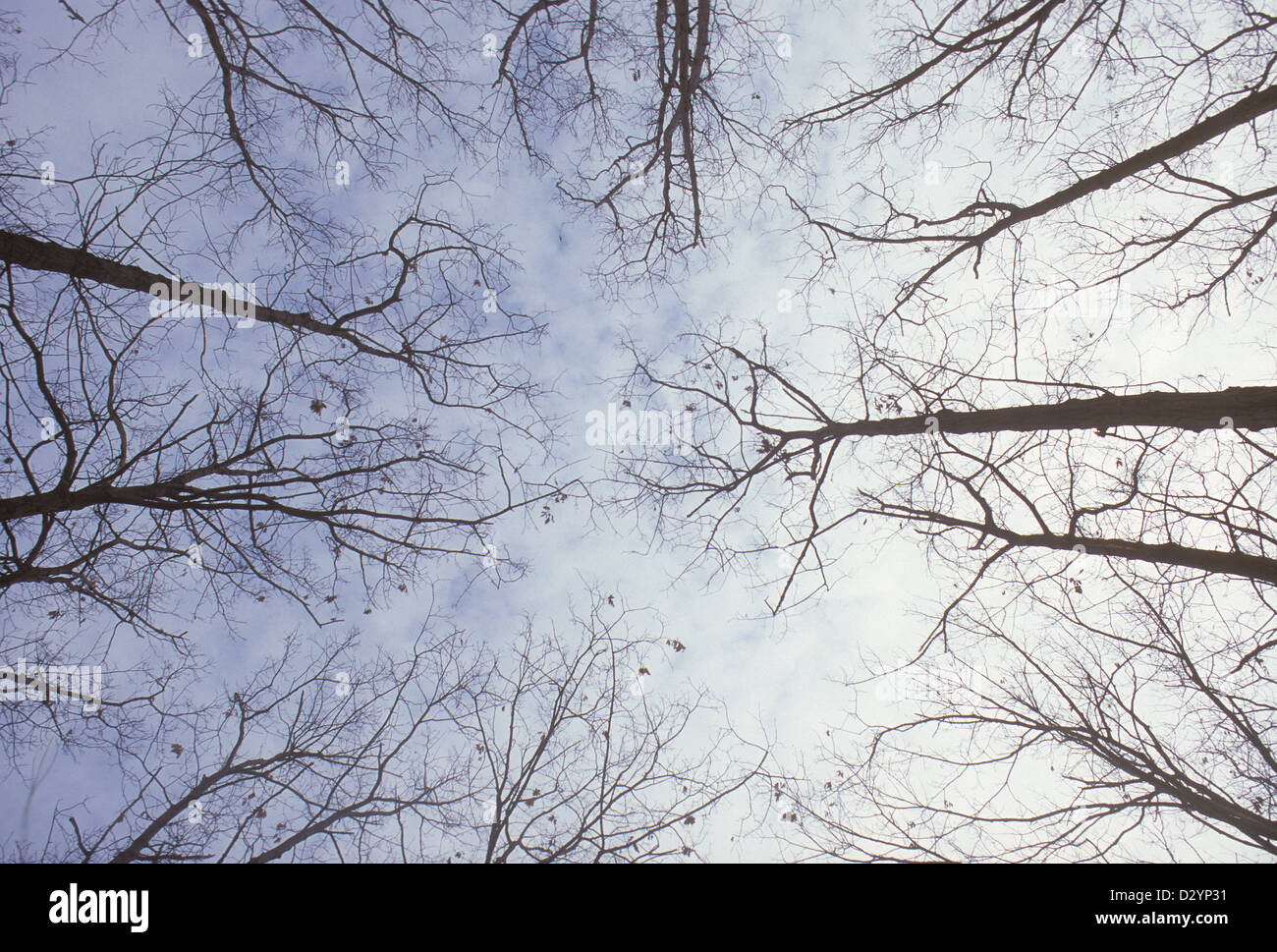 Oak treetops, Oka National Park, Oka Quebec Canada Stock Photo - Alamy