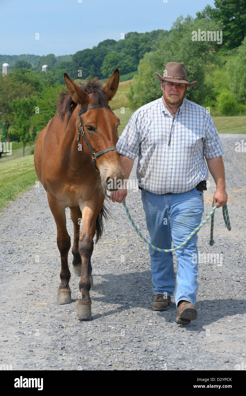 Mule being walked to the barn by a farmer directly at camera, sunny ...