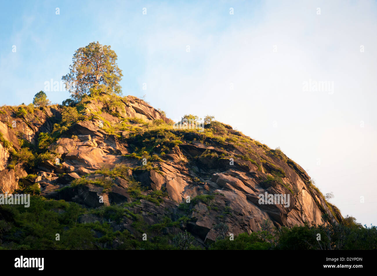 Tree on top of rock hi-res stock photography and images - Alamy