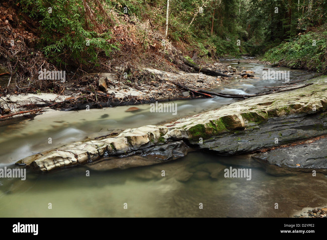 Forest stream scene Stock Photo - Alamy
