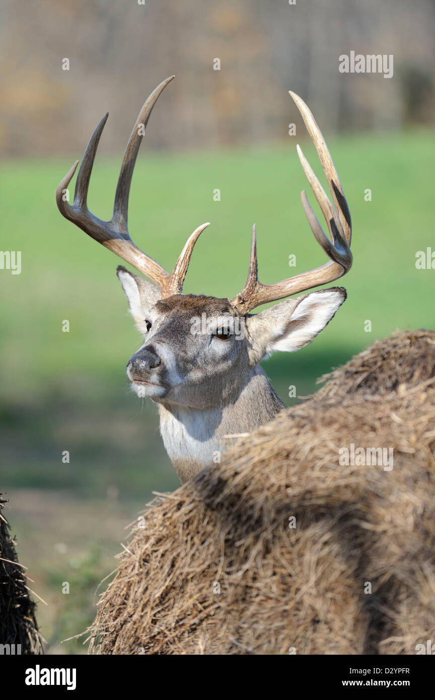 8 point buck hi-res stock photography and images - Alamy