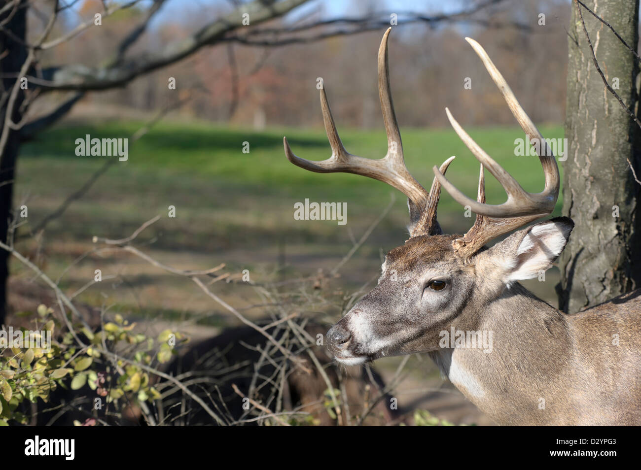 8 point buck hi-res stock photography and images - Alamy