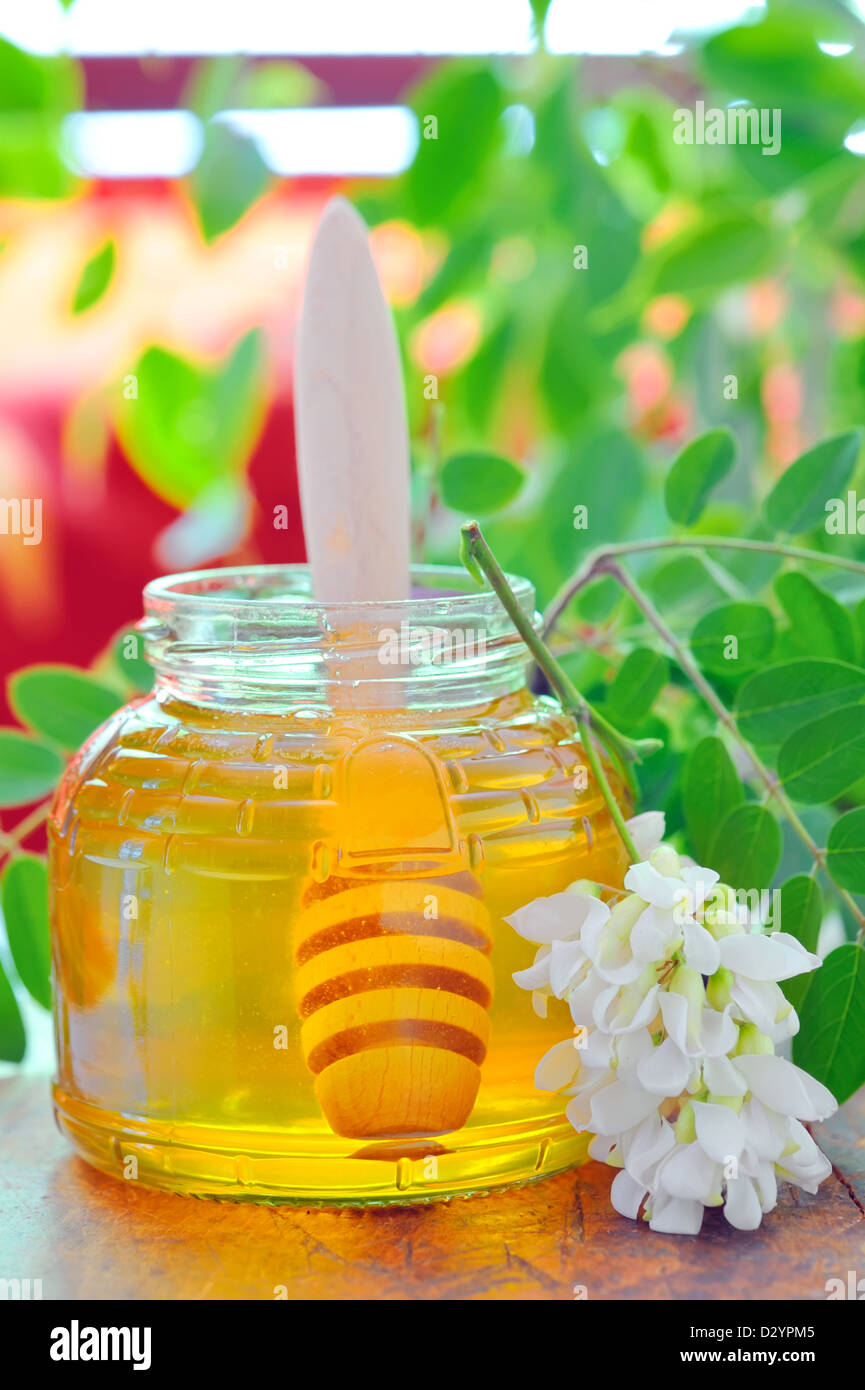 Sweet acacia tree hi-res stock photography and images - Alamy